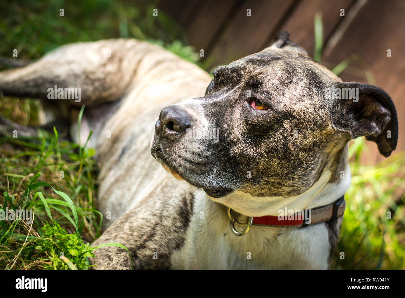 Boerboel Mastiff High Resolution Stock Photography and Images - Alamy
