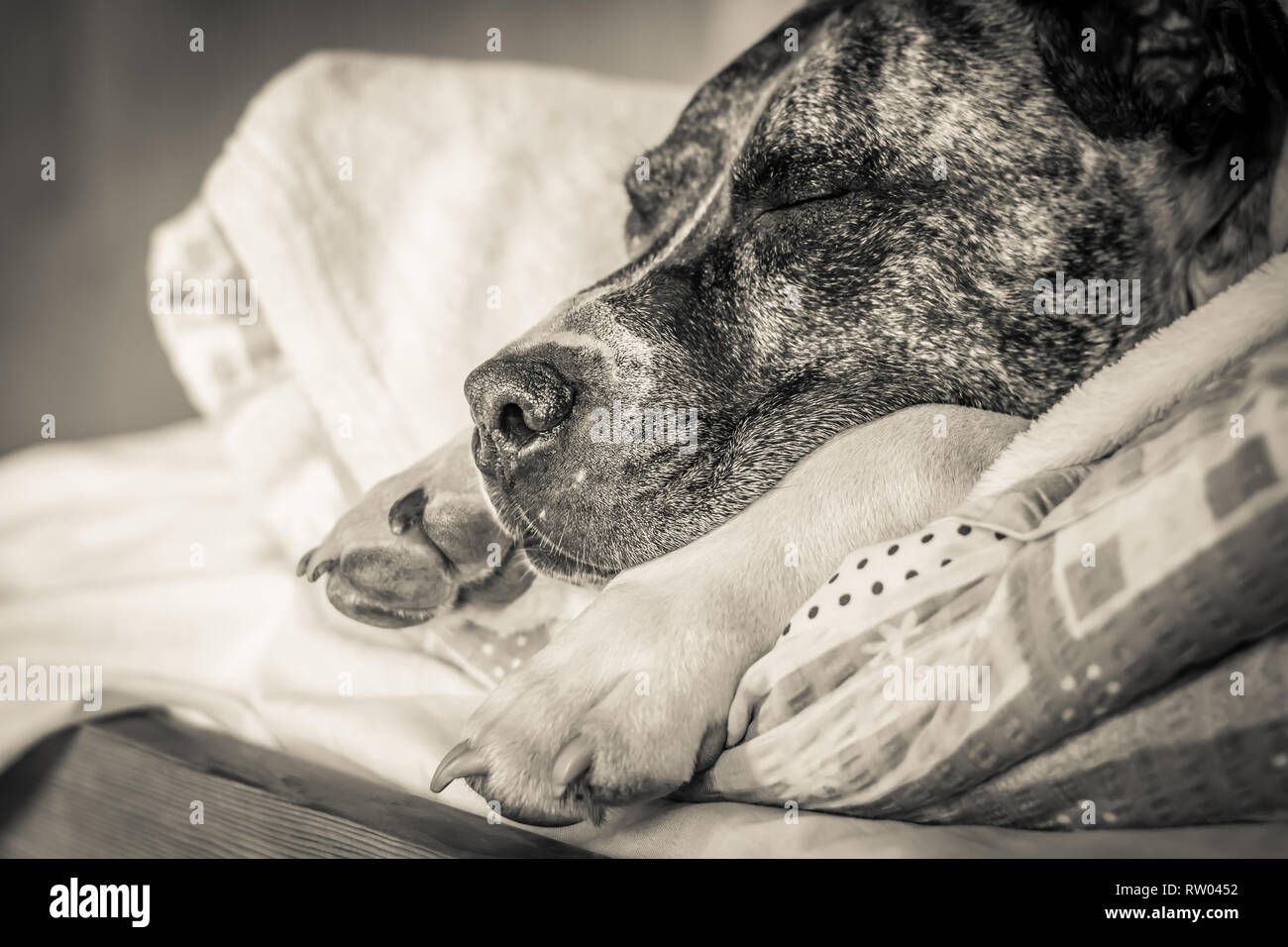 Dog breed Burbul sleeping on a pillow on the bed close-up. Black and ...