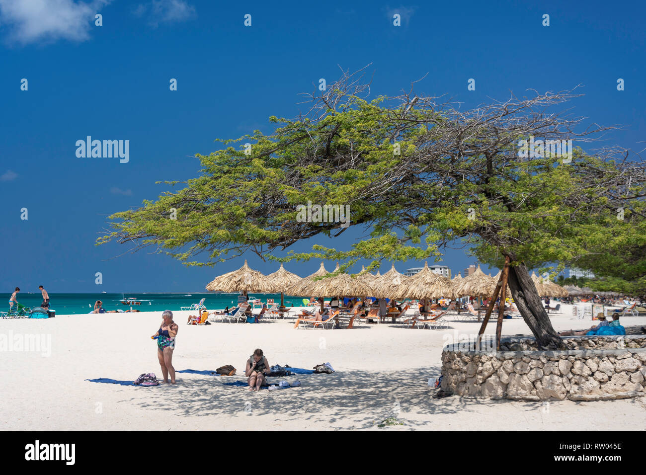 Beach view showing Divi Divi tree, Eagle Beach, Oranjestad District ...