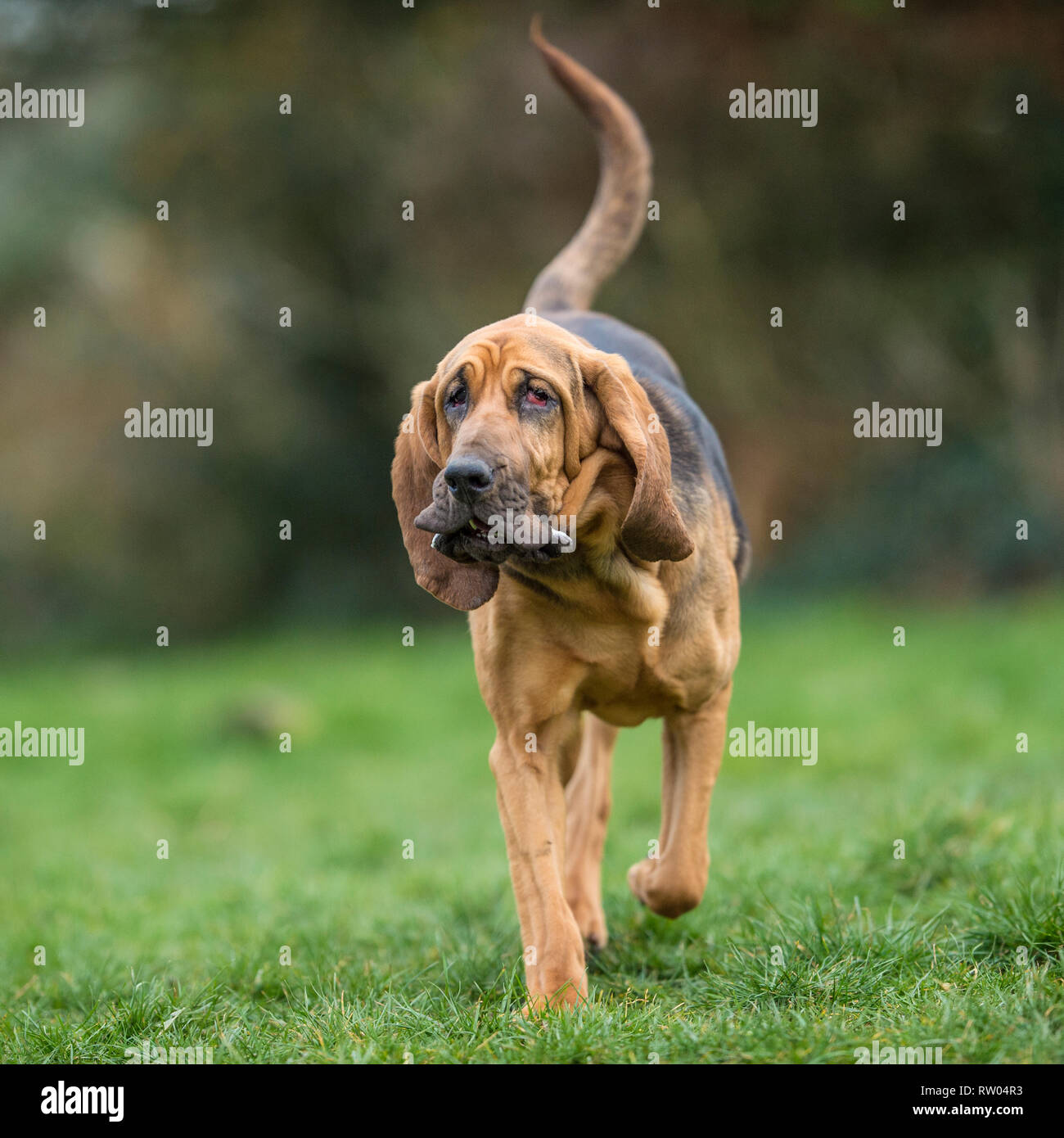 Bloodhound Scent High Resolution Stock Photography and Images - Alamy