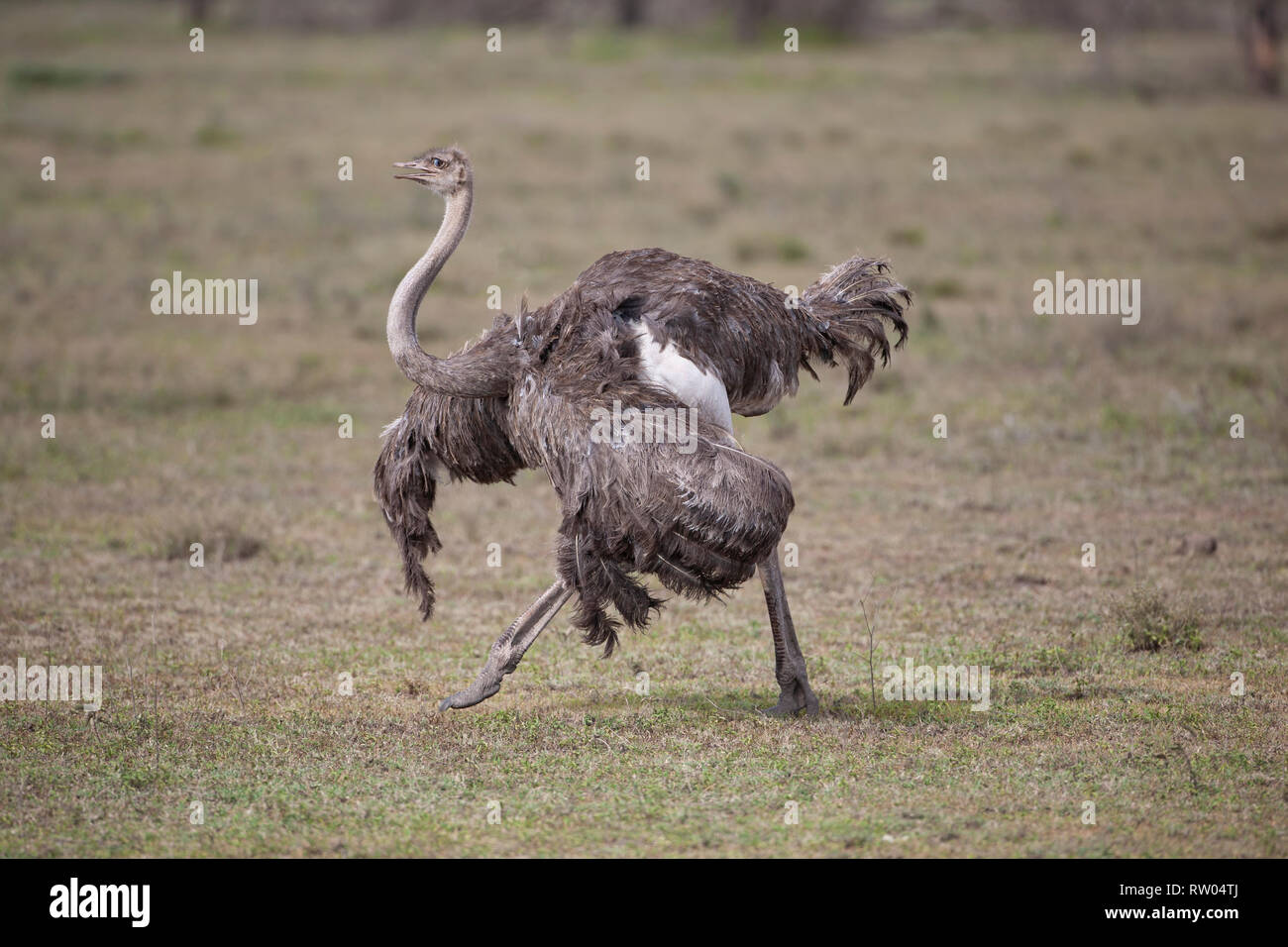 Alpha female ostrich hi-res stock photography and images - Alamy