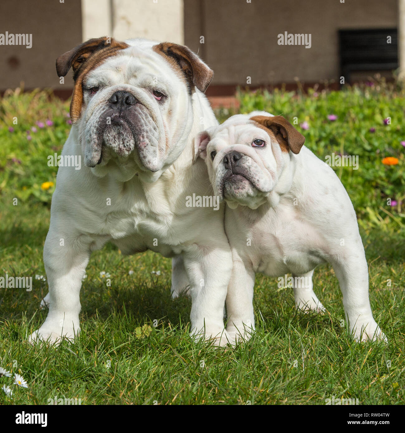 How To Impregnate A English Bulldog