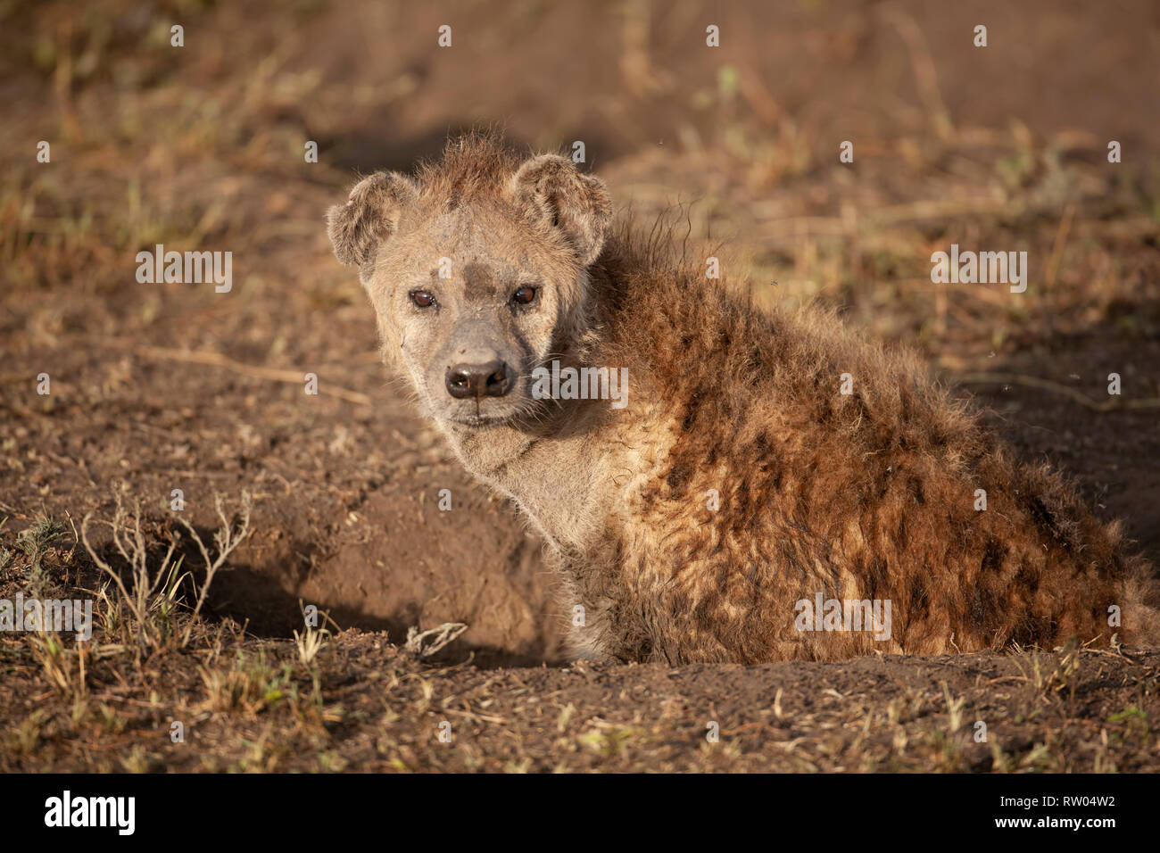 Feliform carnivoran mammals hi-res stock photography and images - Alamy
