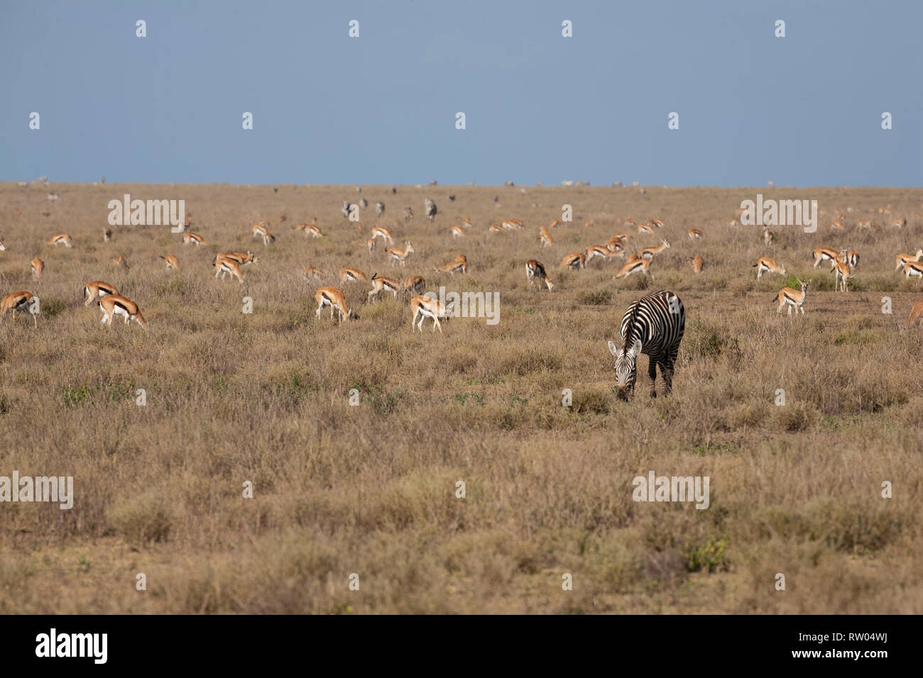 Zebra and impala hi-res stock photography and images - Alamy