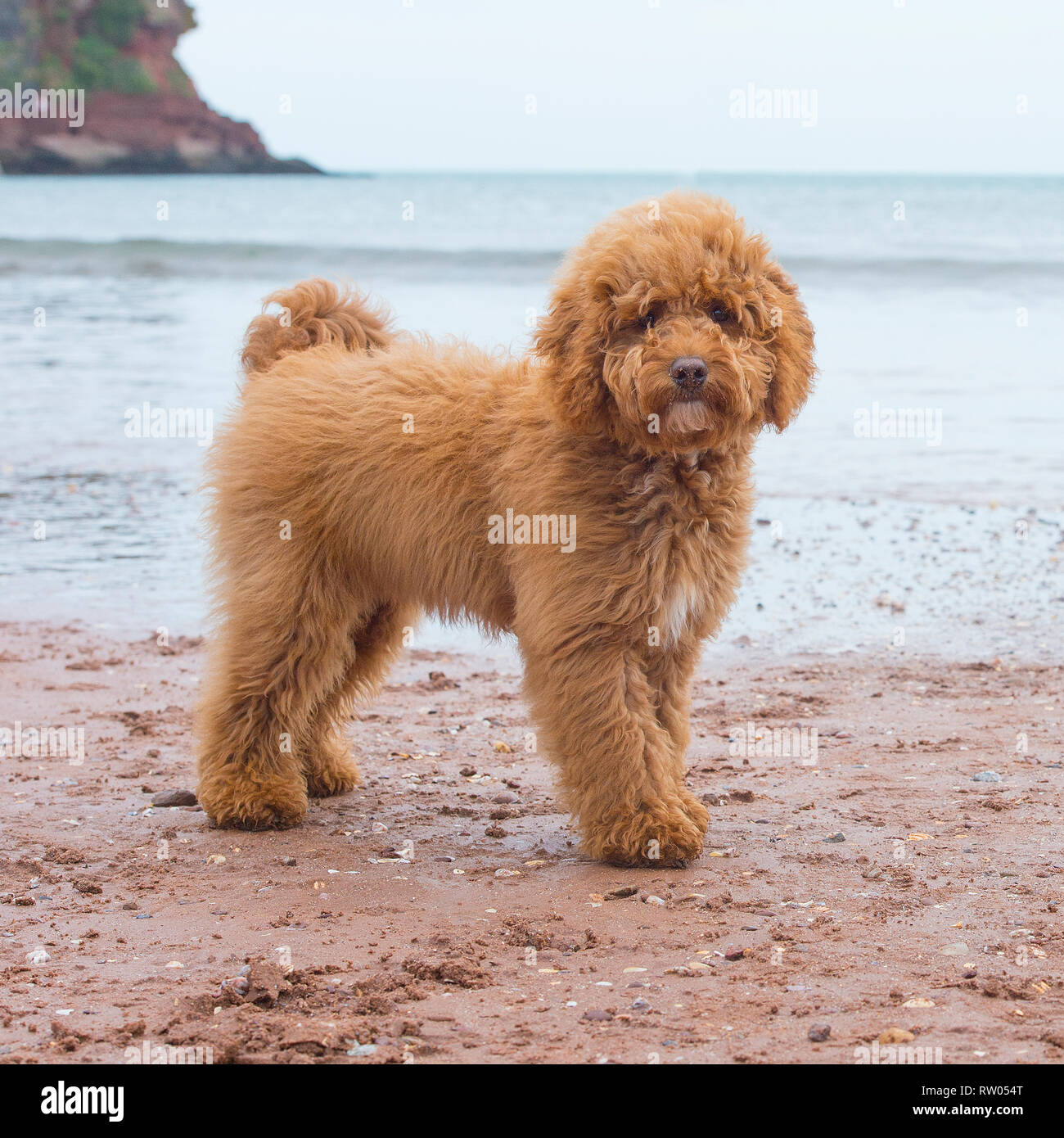 Daily beach walk hi-res stock photography and images - Alamy