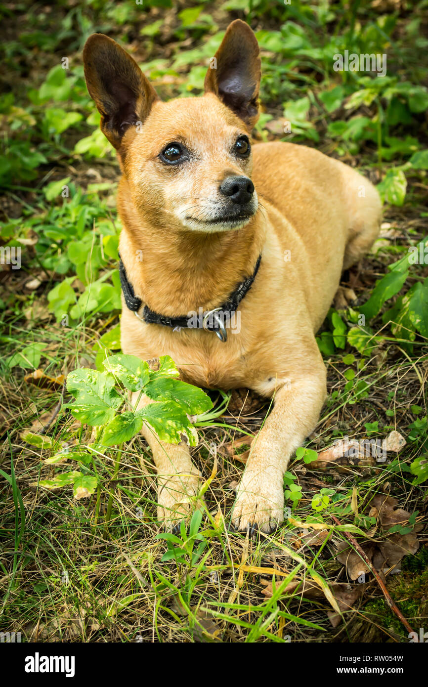 Dog breed miniature pinscher on the nature in the park in summer close ...