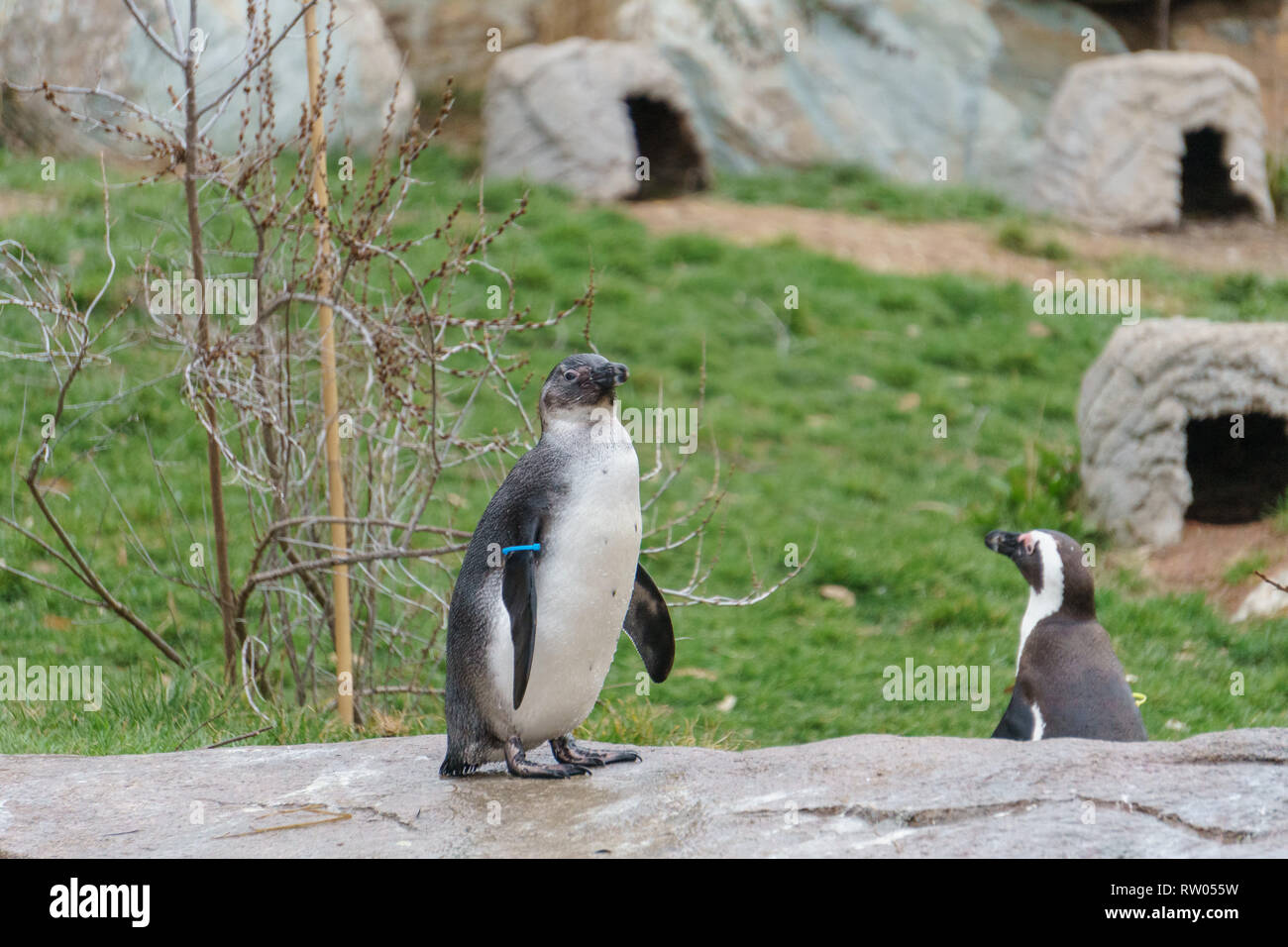 African penguin walking around in grassy zoo habitat Stock Photo - Alamy