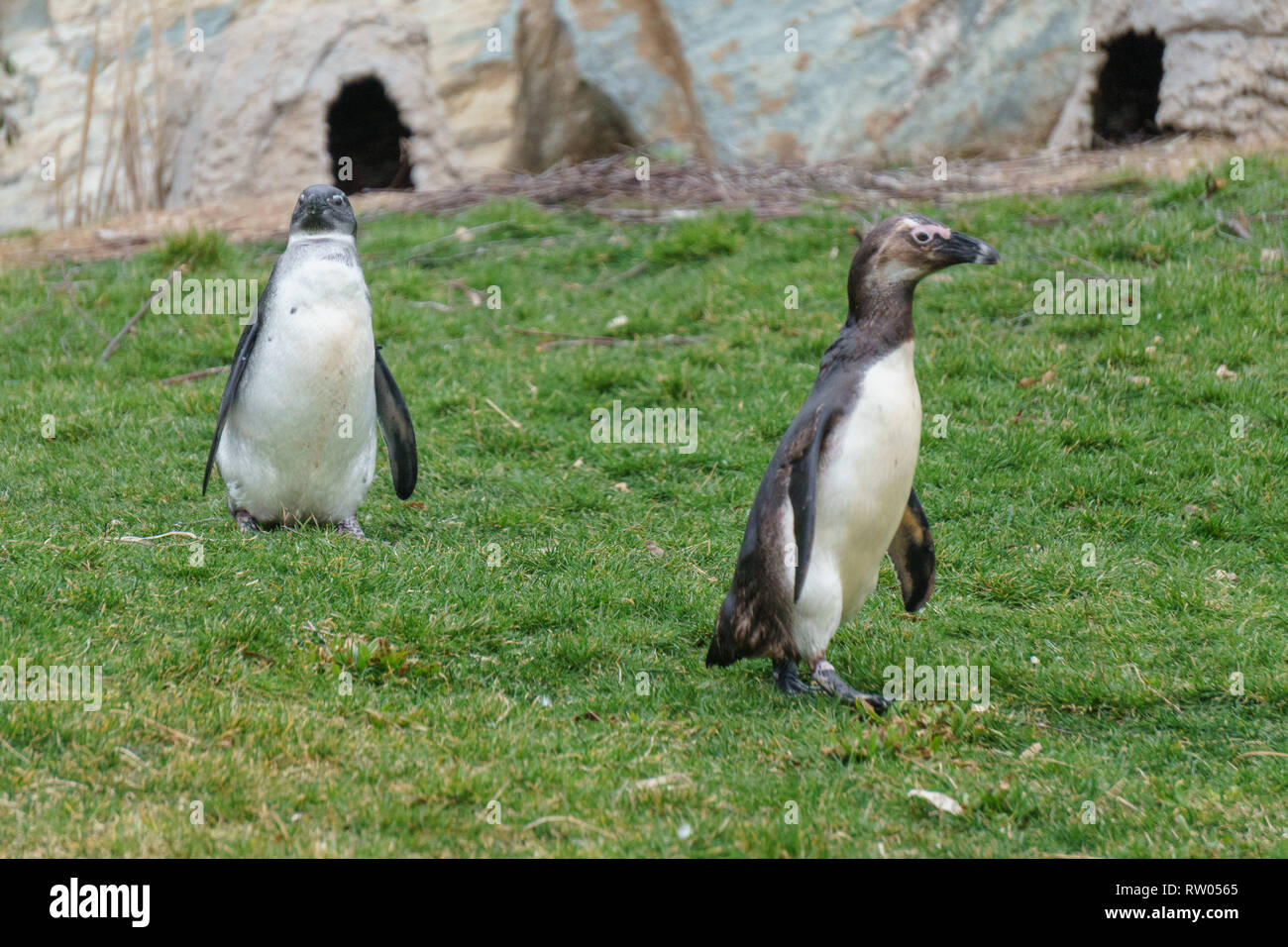 African penguin walking around in grassy zoo habitat Stock Photo - Alamy