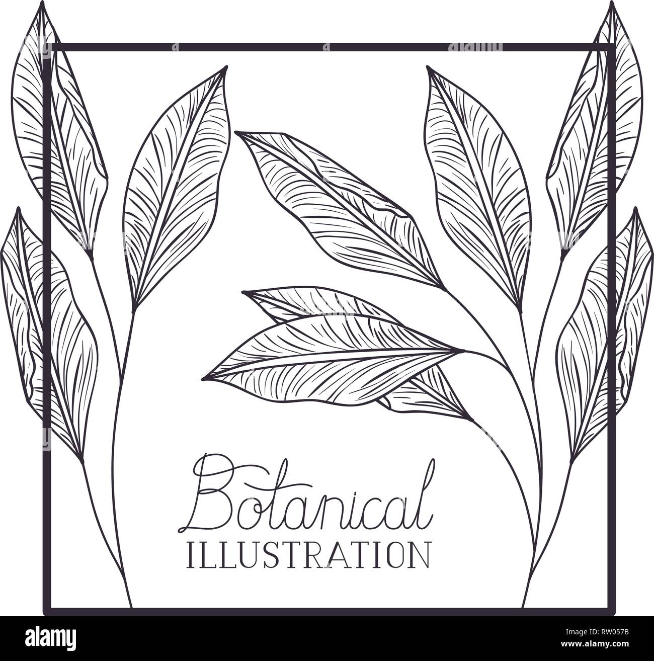 botanical illustration label with plants Stock Vector Image & Art - Alamy