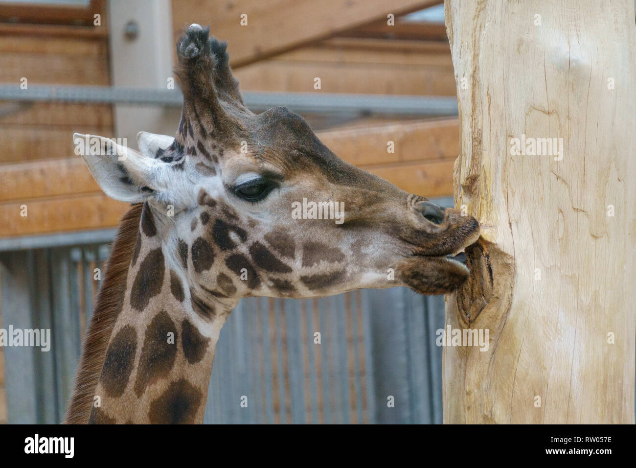 Giraffe licking nose hi-res stock photography and images - Alamy