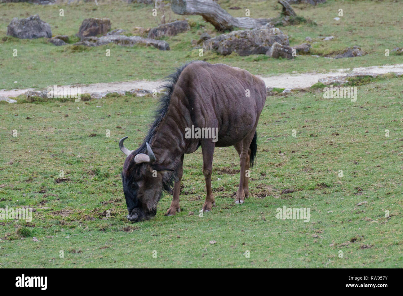 Blue wildebeest eating grass hi-res stock photography and images - Alamy