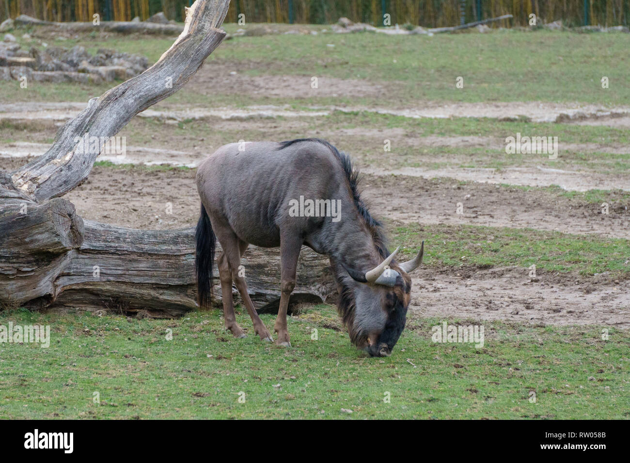 Blue wildebeest eating grass hi-res stock photography and images - Alamy