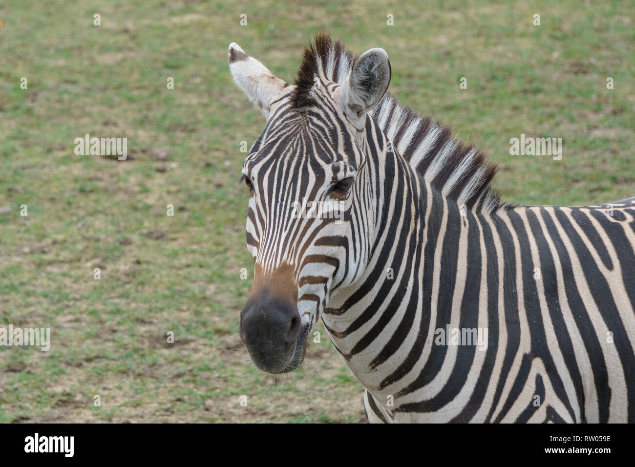 Young zebra standing around Stock Photo - Alamy