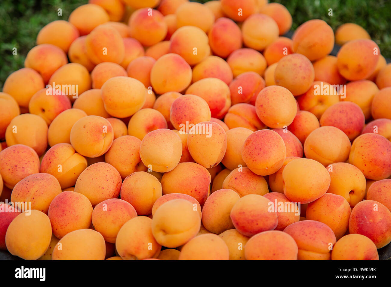 A full box of ripe apricot. Harvesting organic fruit in the garden. Top ...