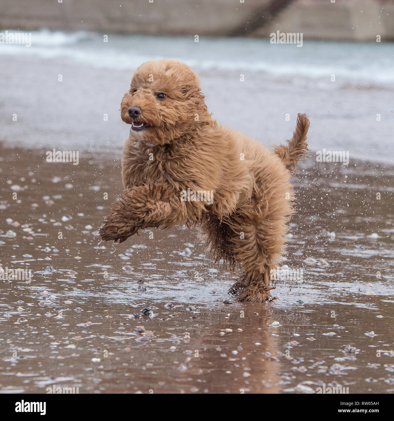 Cockapoo in water hi-res stock photography and images - Alamy