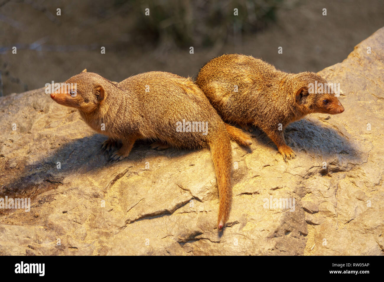 Egyptian mongoose spain hi-res stock photography and images - Alamy