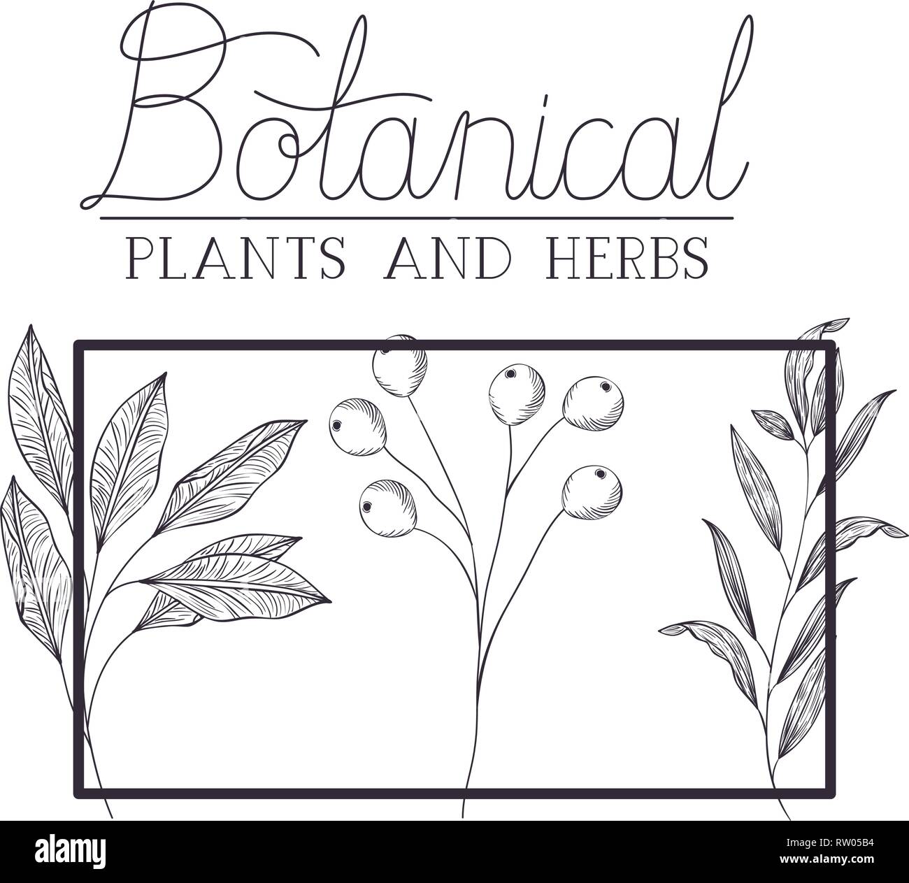 botanical label with plants and herbs Stock Vector Image & Art - Alamy
