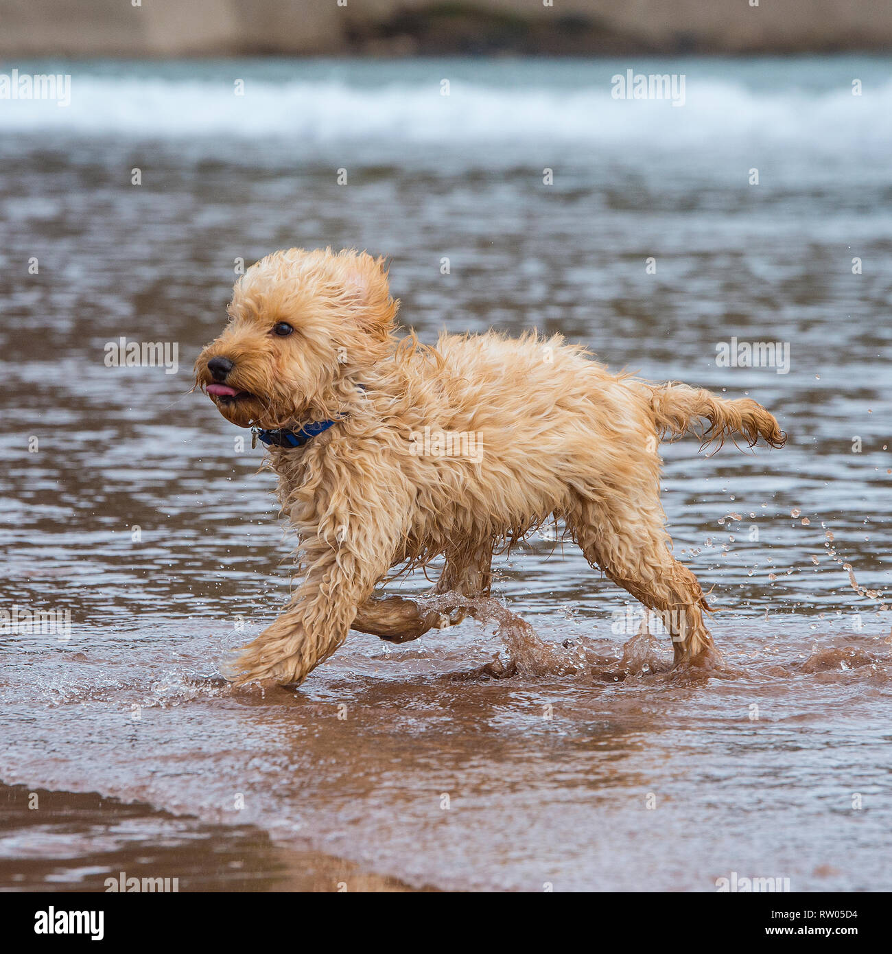 Cockapoo in water hi-res stock photography and images - Alamy