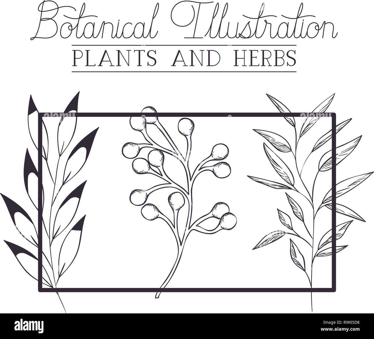 botanical illustration label with plants and herbs Stock Vector Image ...