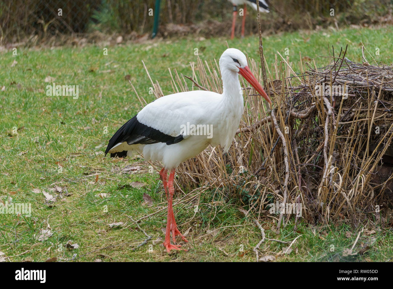 Stork with prey hi-res stock photography and images - Alamy