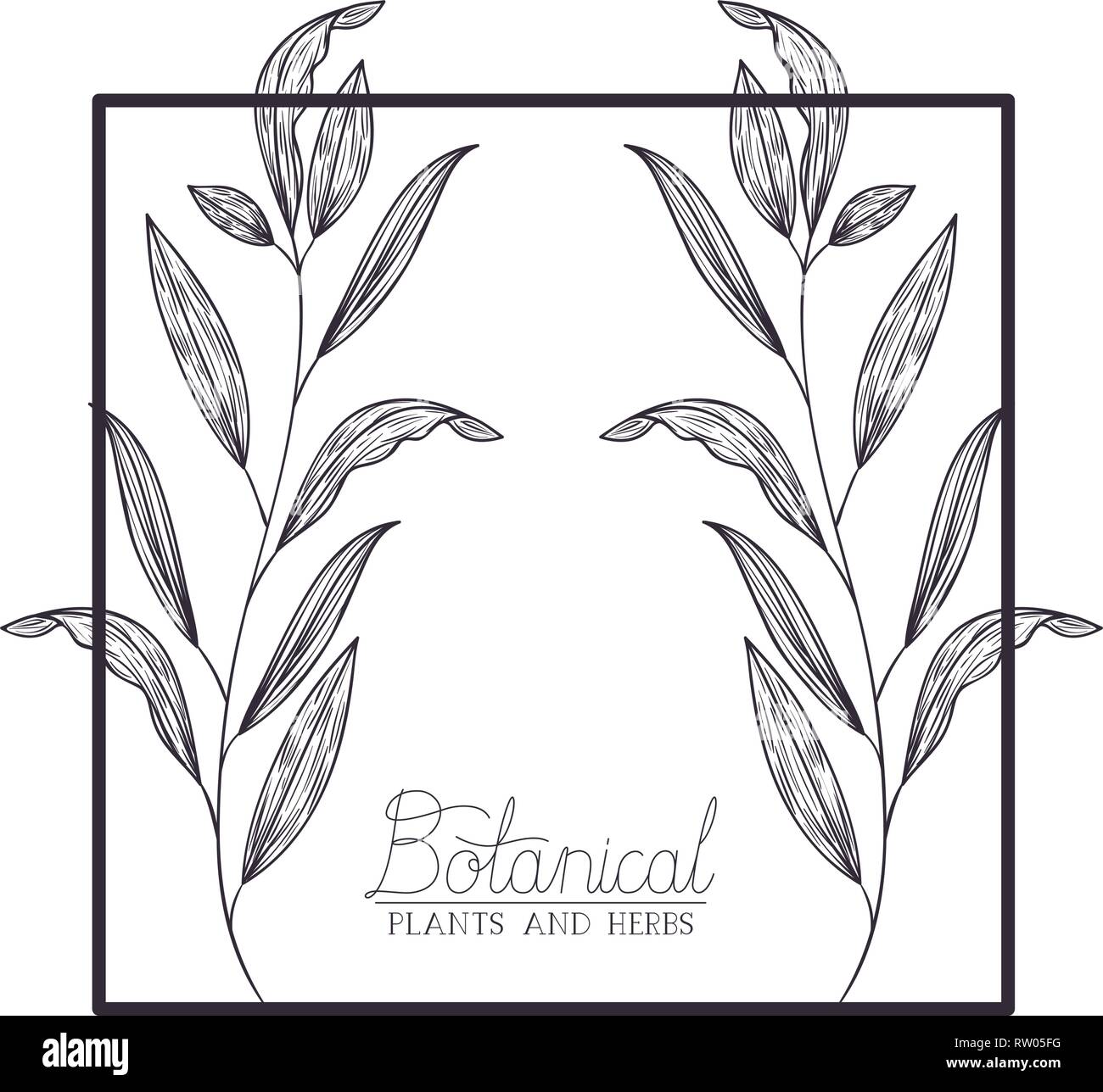 botanical label with plants and herbs Stock Vector Image & Art - Alamy