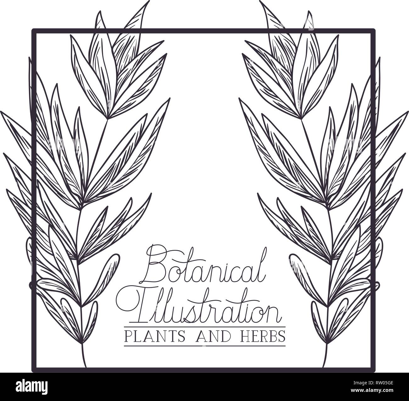 botanical illustration label with plants and herbs Stock Vector Image ...