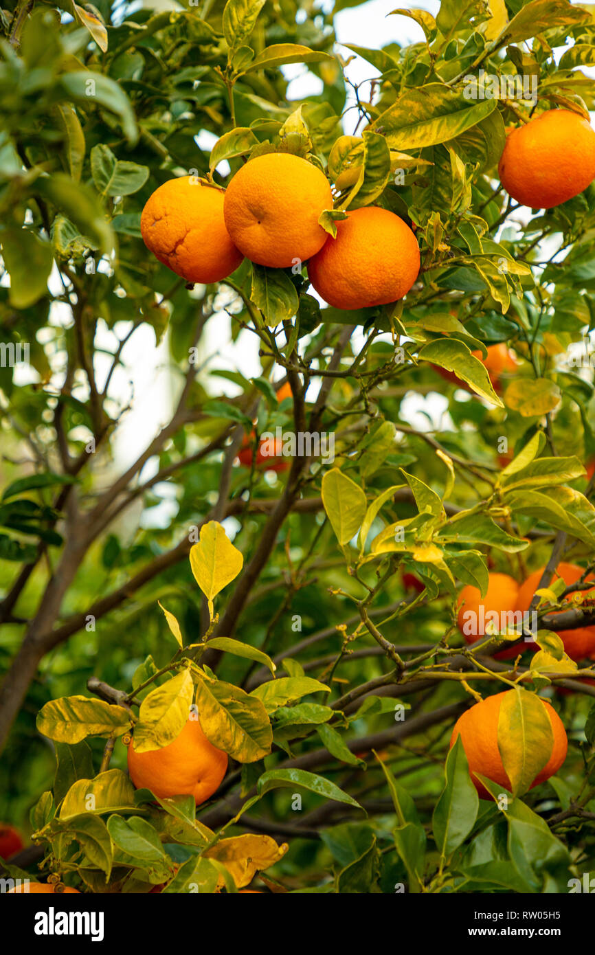 Sicilian orange grove hi-res stock photography and images - Alamy