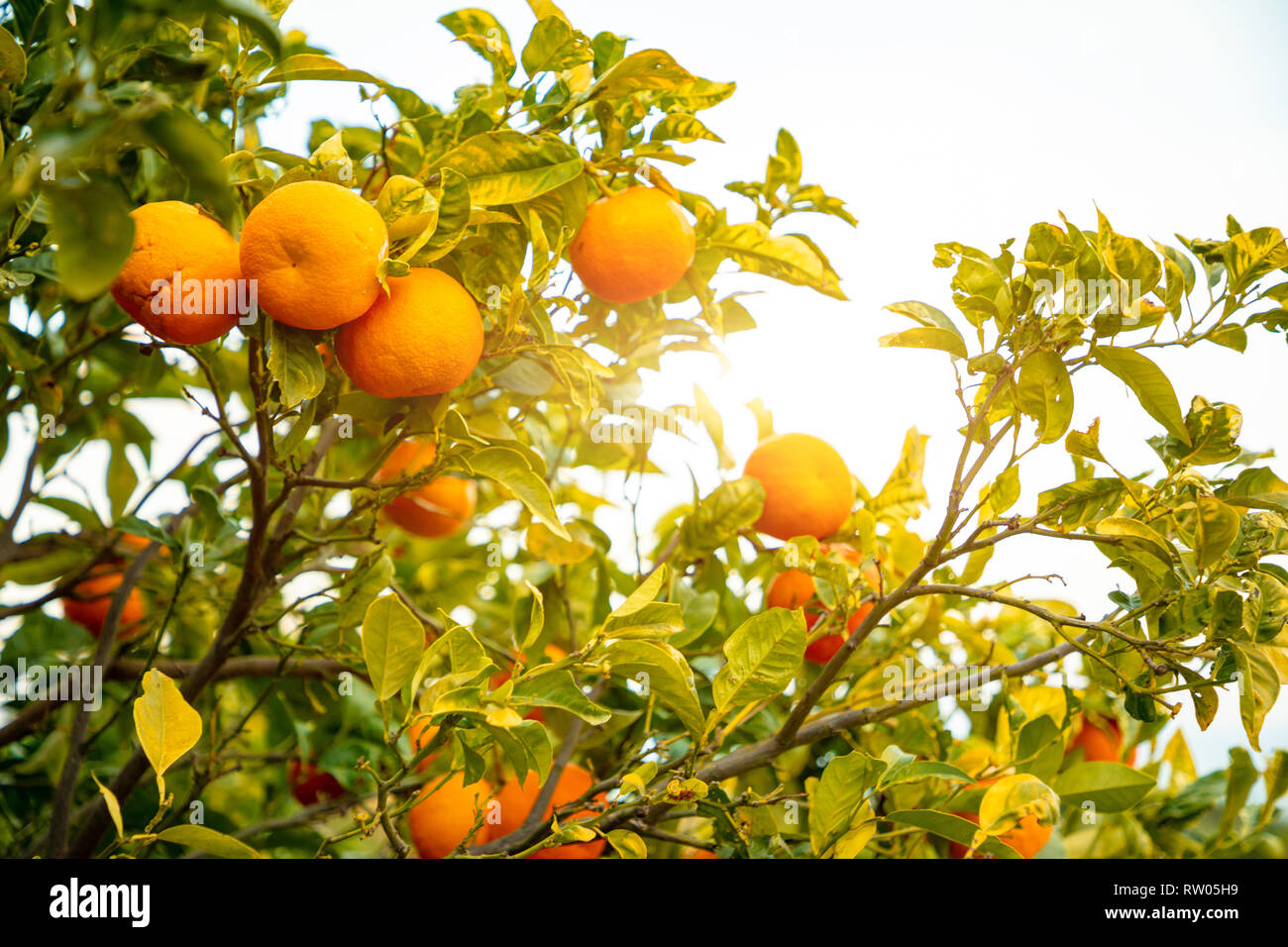 Sicilian orange grove hi-res stock photography and images - Alamy