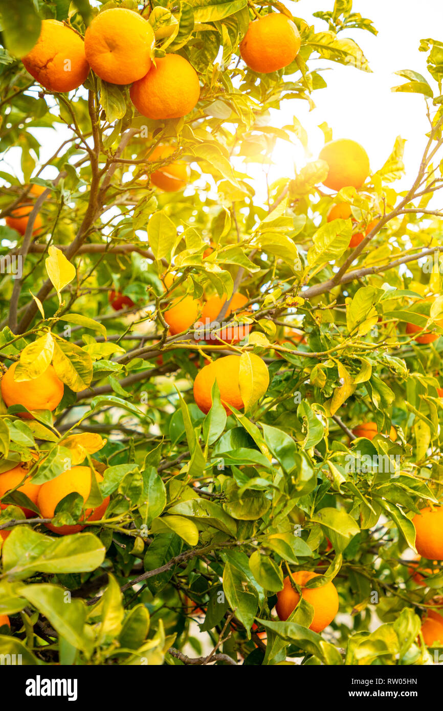 Closeup view of oranges on the tree of a Sicilian grove, Italy Stock ...