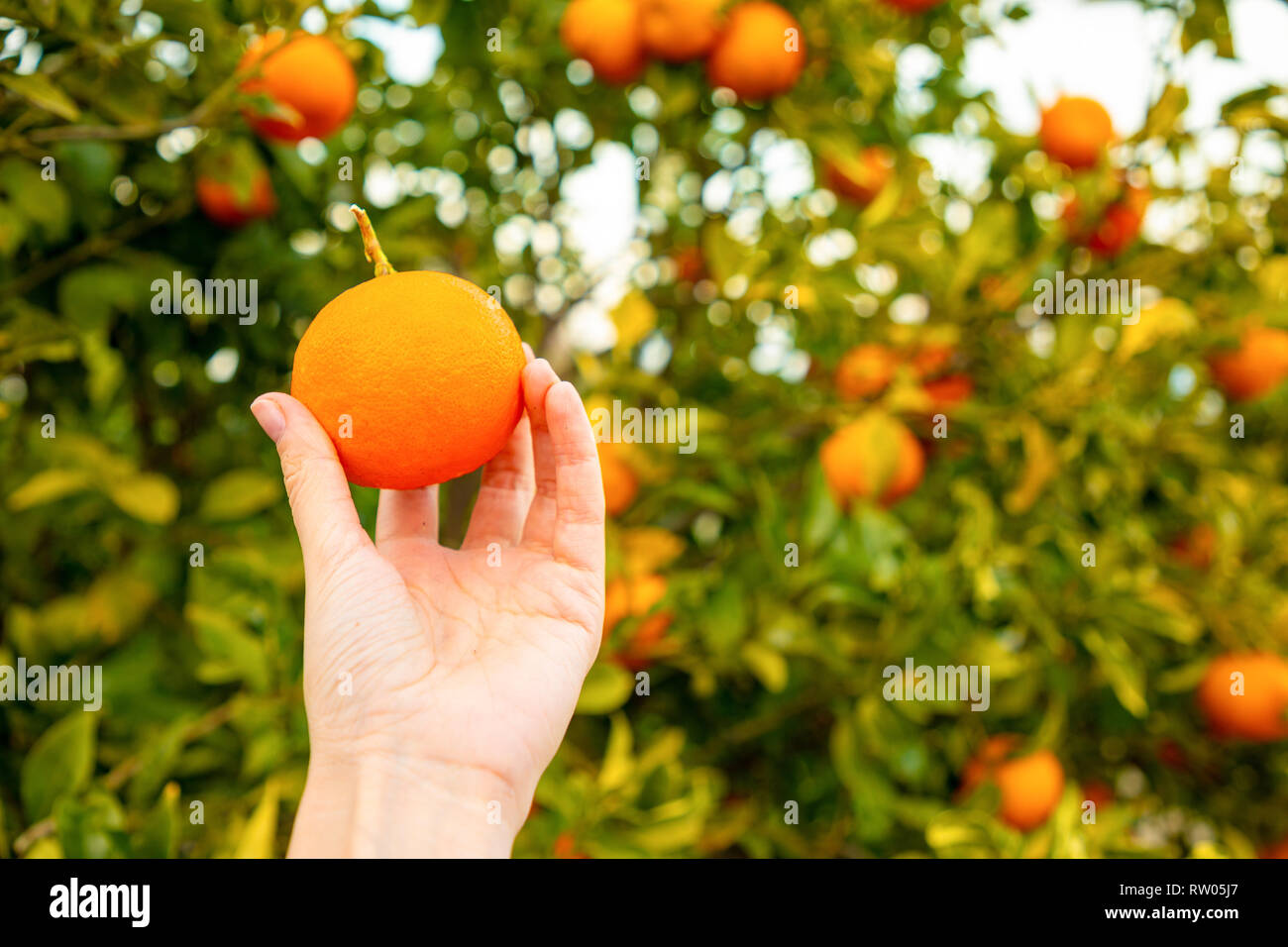 Closeup view of hand with orange on the tree background in a Sicilian ...