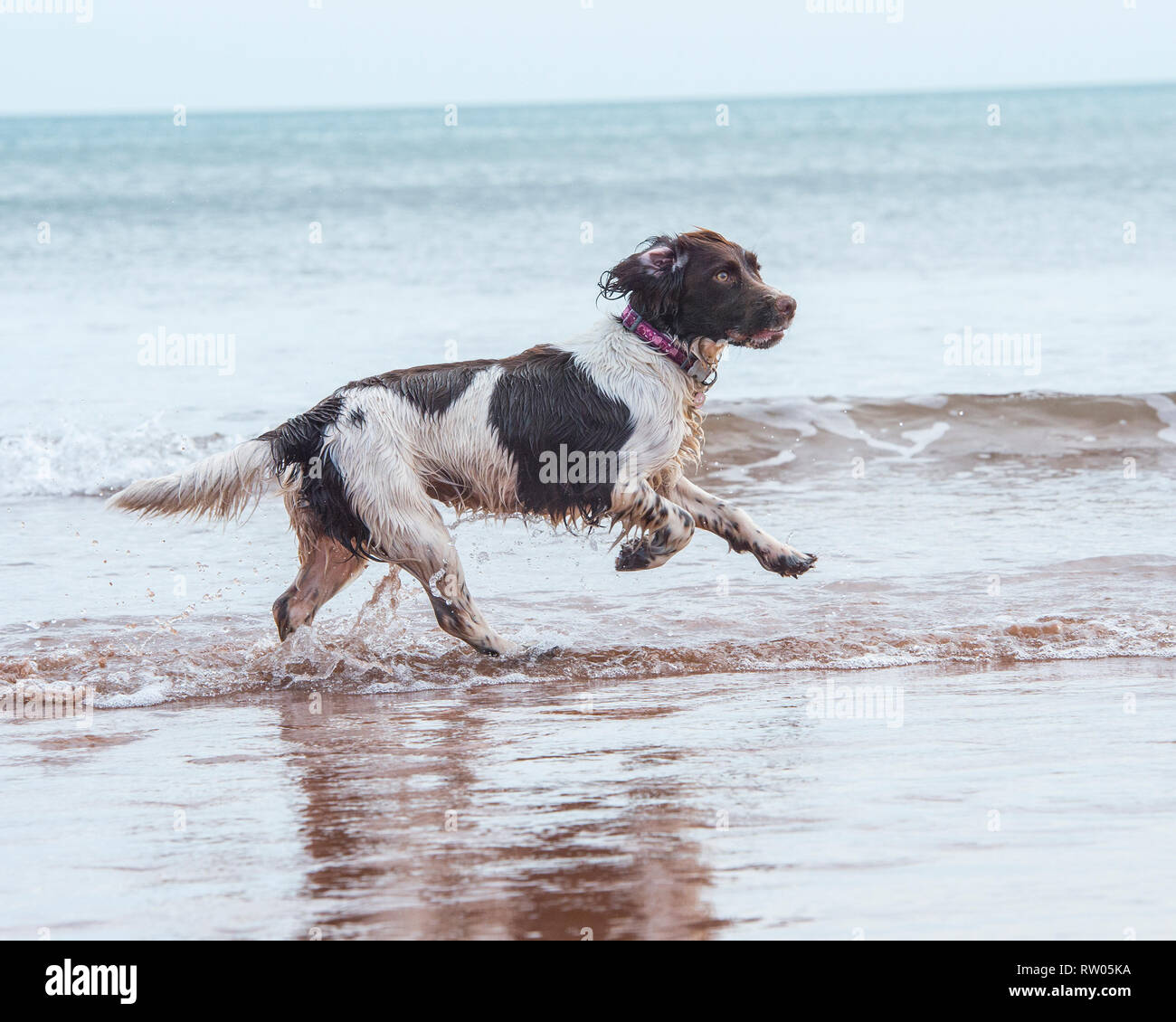 Walk on beach with dog hi-res stock photography and images - Alamy