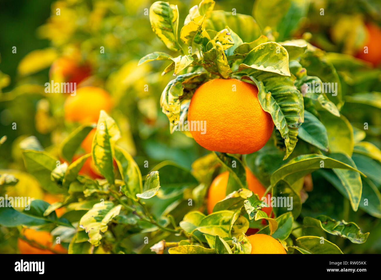 Closeup view of oranges on the tree of a Sicilian grove, Italy Stock ...