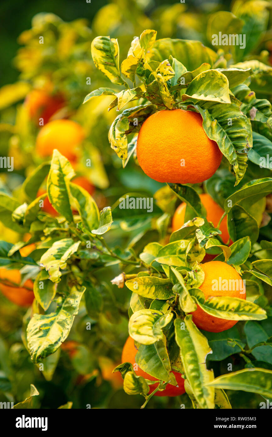 Closeup view of oranges on the tree of a Sicilian grove, Italy Stock ...