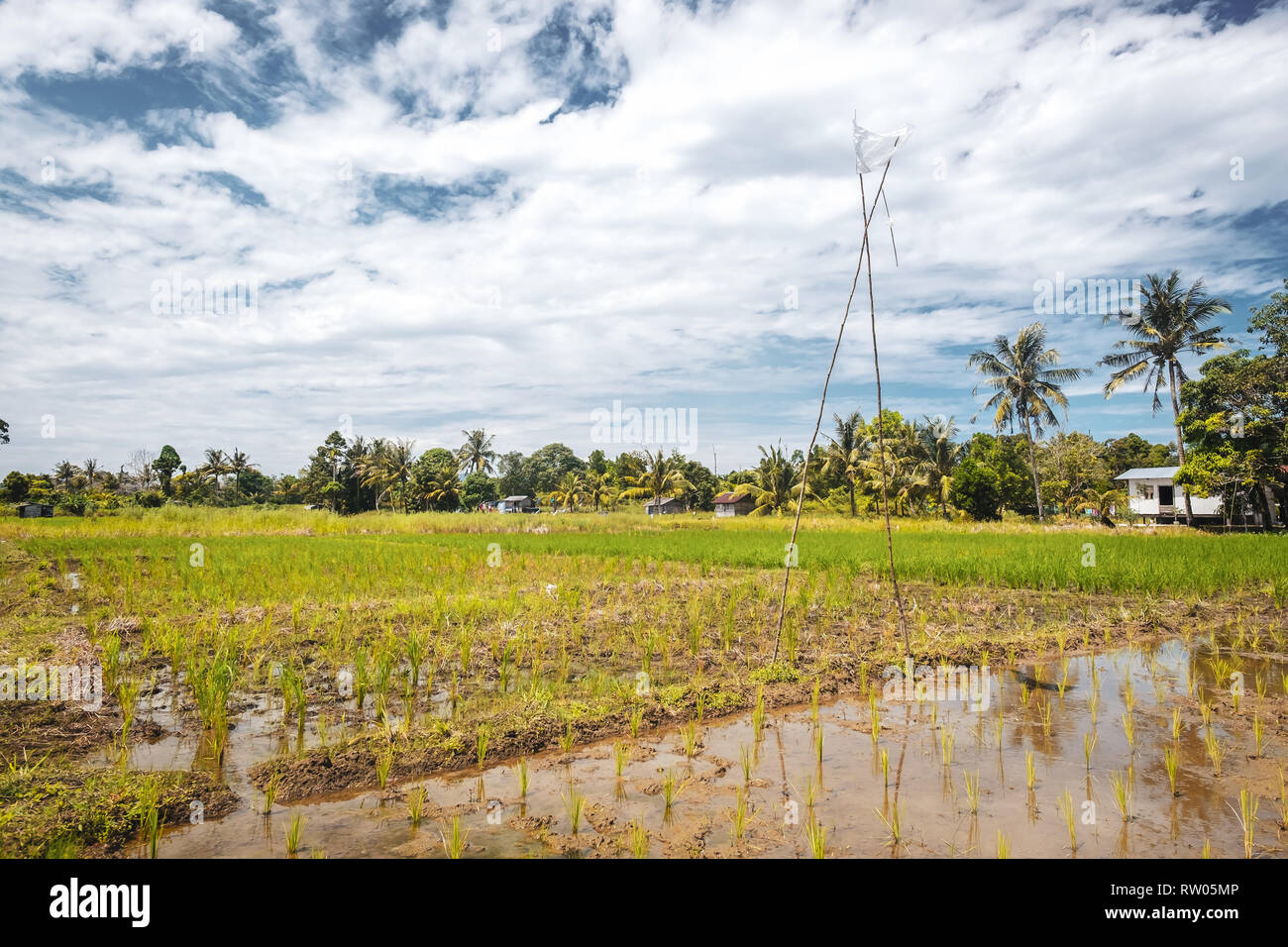 Malaysia rice paddy history hi-res stock photography and images - Alamy