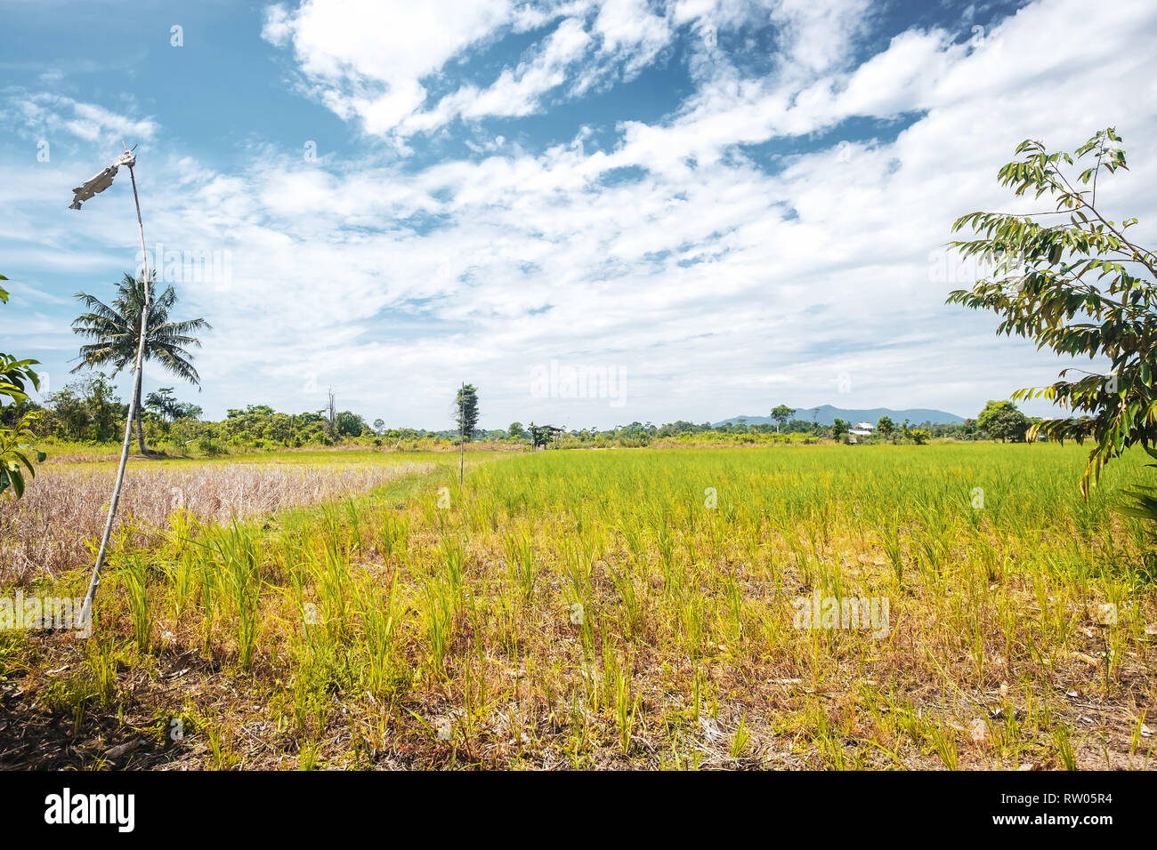 Malaysia rice paddy history hi-res stock photography and images - Alamy