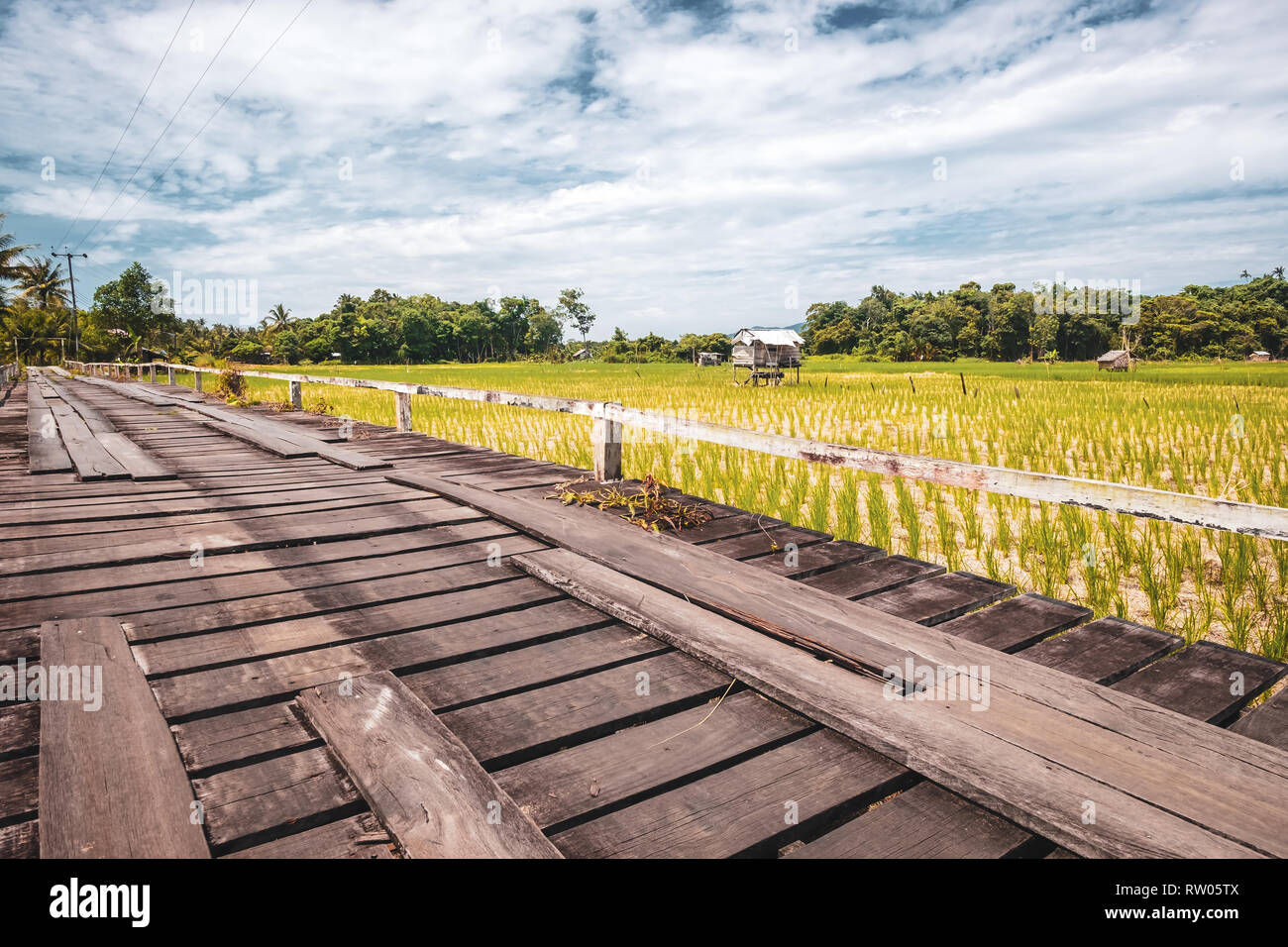 BORNEO / SARAWAK / MALAYSIA / JUNE 2014: Rice fields in the area of ...