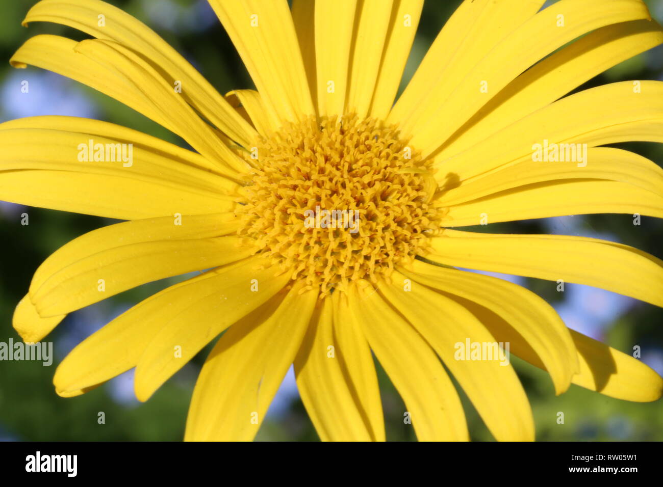 Stem limbs hi-res stock photography and images - Alamy