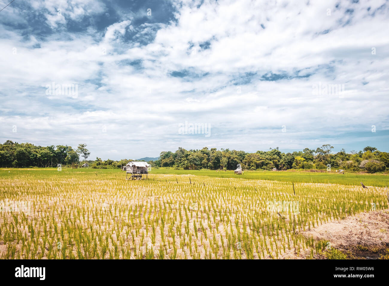 BORNEO / SARAWAK / MALAYSIA / JUNE 2014: Rice fields in the area of ...