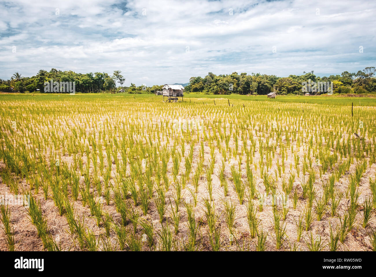 BORNEO / SARAWAK / MALAYSIA / JUNE 2014: Rice fields in the area of ...