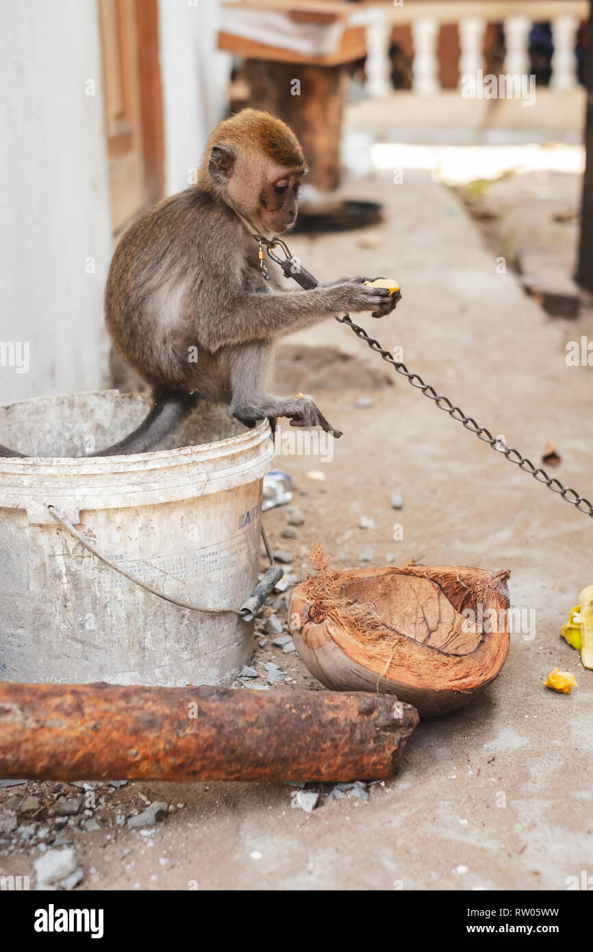 Chained monkey hi-res stock photography and images - Alamy