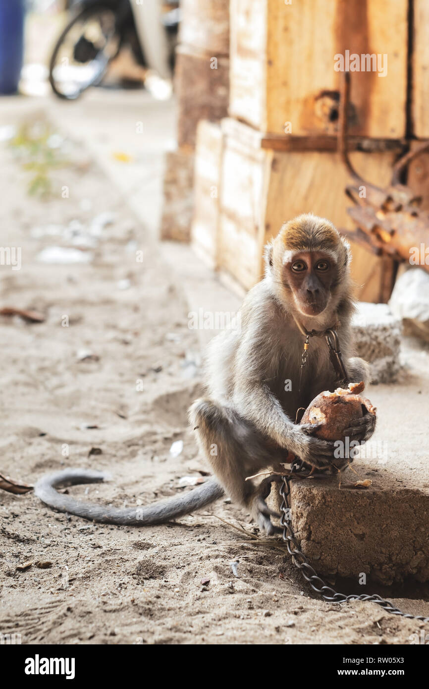 KUCHING / SARAWAK / MALAYSIA / JUNE 2014: Small monkey chained in a ...