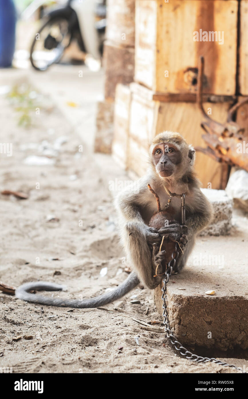 KUCHING / SARAWAK / MALAYSIA / JUNE 2014: Small monkey chained in a ...