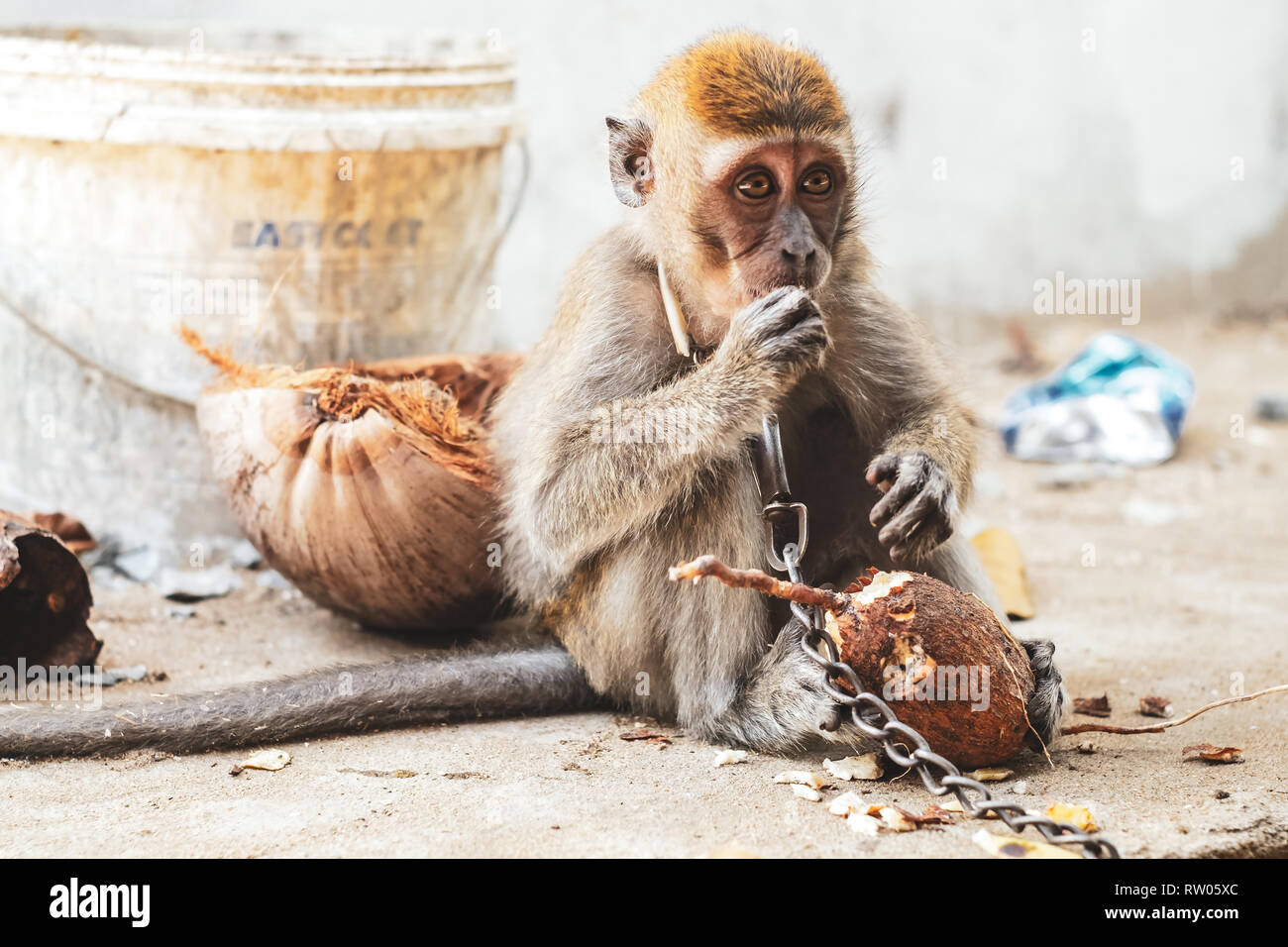 KUCHING / SARAWAK / MALAYSIA / JUNE 2014: Small monkey chained in a ...