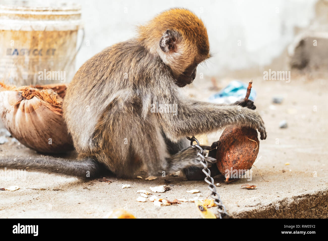 KUCHING / SARAWAK / MALAYSIA / JUNE 2014: Small monkey chained in a ...