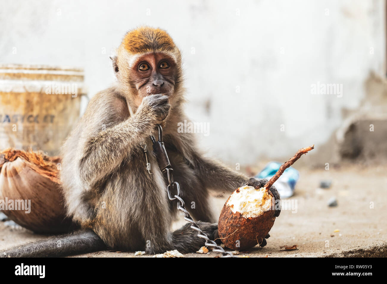 KUCHING / SARAWAK / MALAYSIA / JUNE 2014: Small monkey chained in a ...