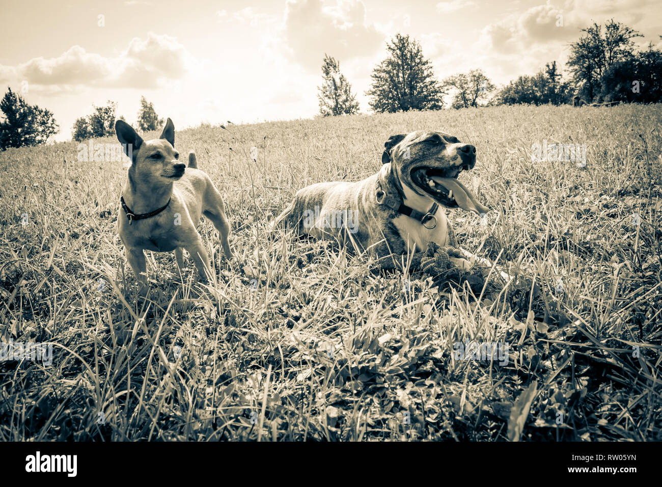 Dog breed Burbul and miniature pinscher on nature in the park in summer ...