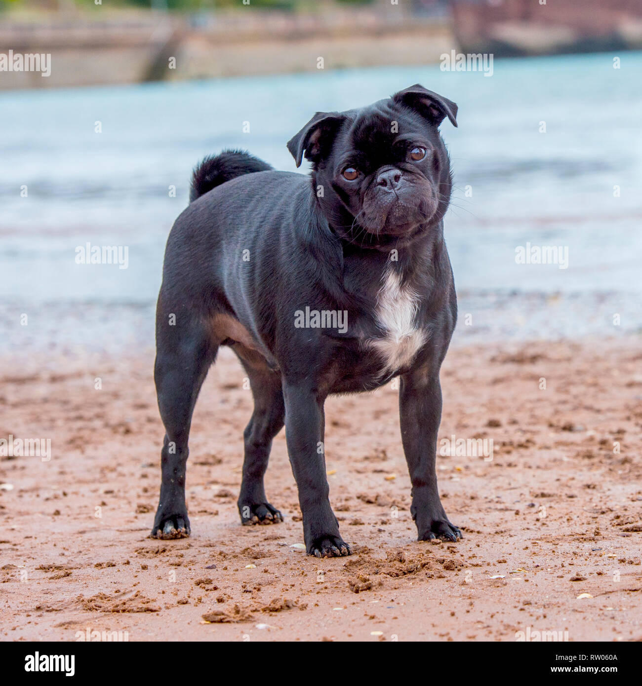pug on the beach Stock Photo - Alamy
