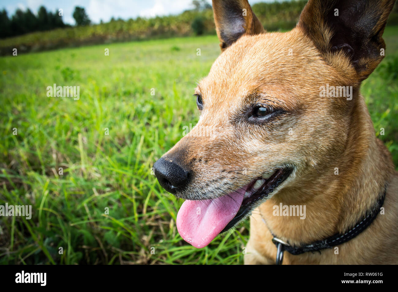 Dog breed miniature pinscher with tongue hanging out on the nature in ...