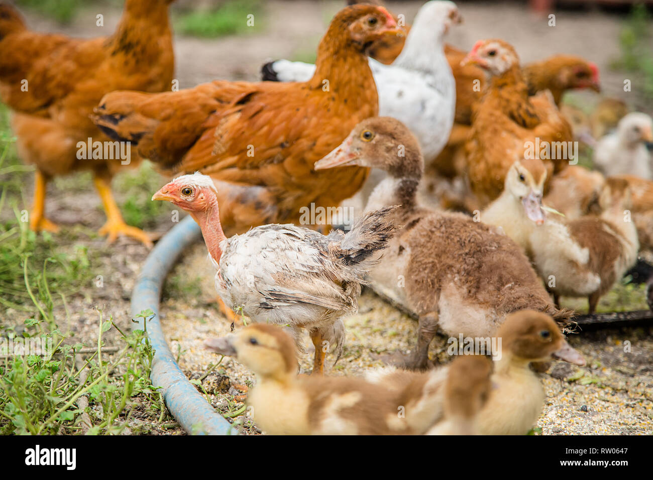 Divorce poultry. A group of young ducklings, teenage chickens in the ...