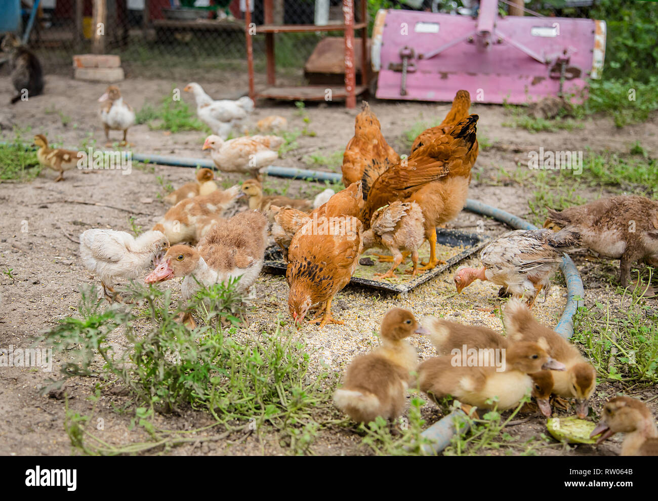 Divorce poultry. A group of young ducklings, teenage chickens in the ...